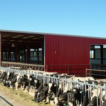 Low Cost Cow Farm Steel Structure | Budget-Friendly Dairy Barn Design