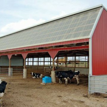 Prefab Cattle Cow Shed | Lightweight Steel Dairy Barn