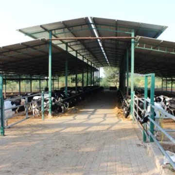 Prefab Cattle Buildings for Ranches | Efficient Dairy Cow Housing