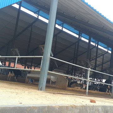 Light Frame Steel Cow Shed | Sandwich Panel Cow House